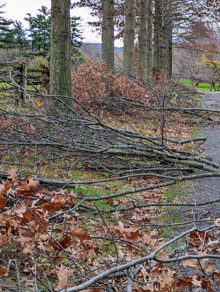 Pruning the Pin Oaks - The Martha Stewart Blog