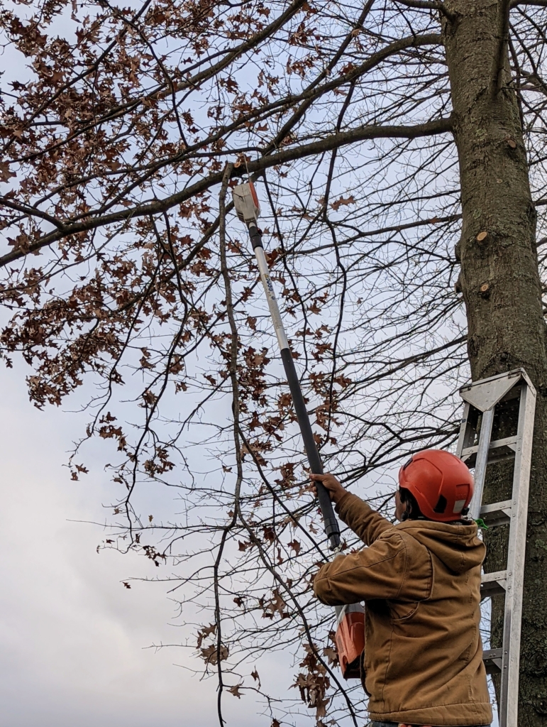 Pruning the Pin Oaks - The Martha Stewart Blog