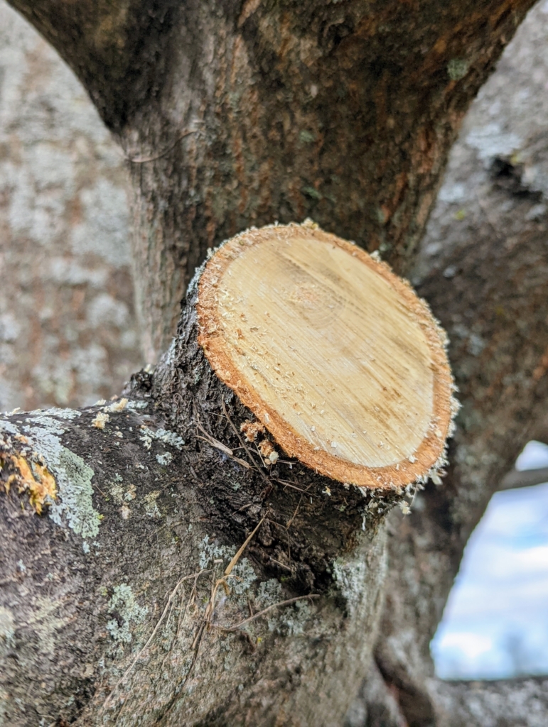 Pruning the Linden Trees - The Martha Stewart Blog