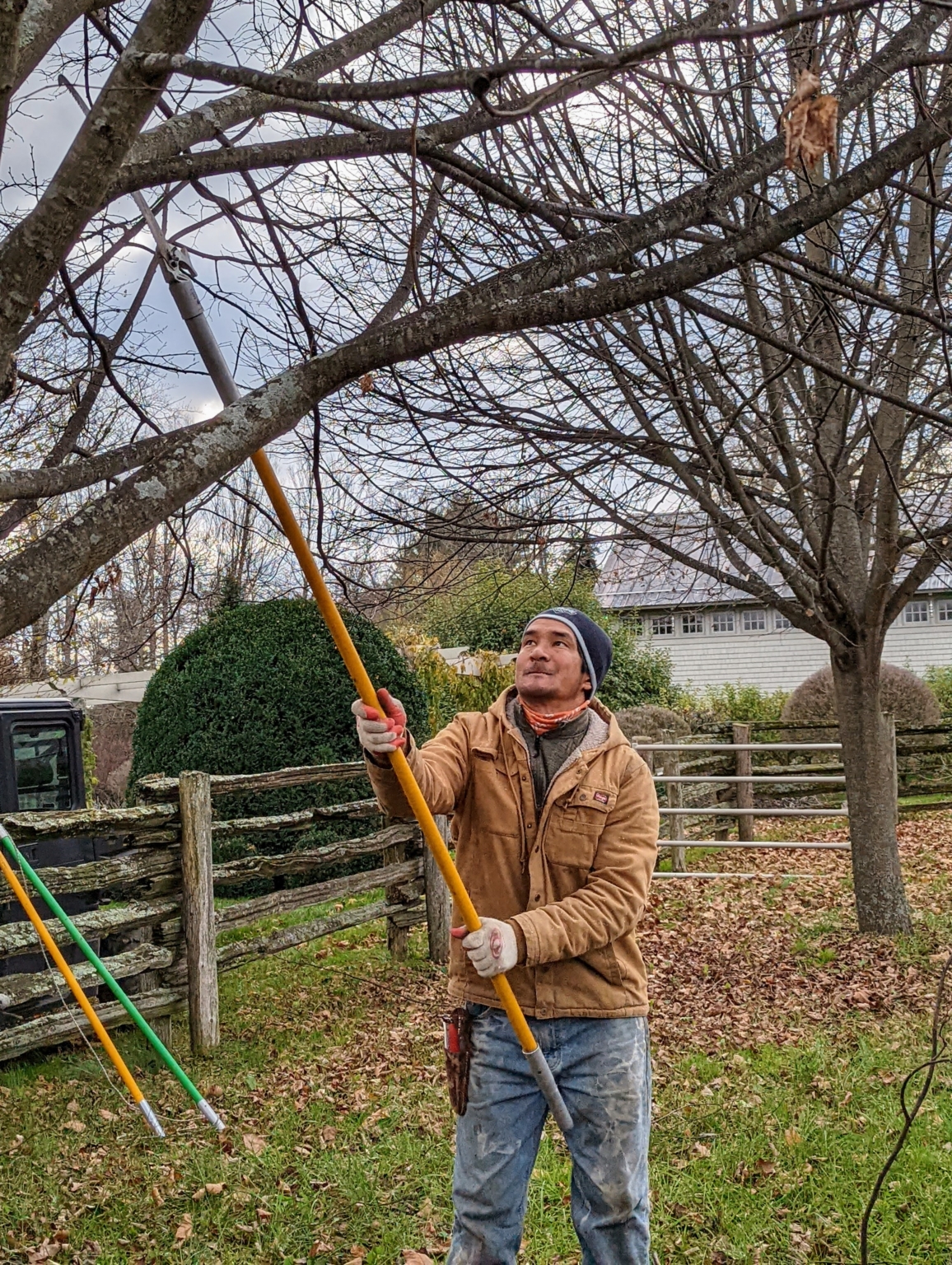 Pruning the Linden Trees - The Martha Stewart Blog
