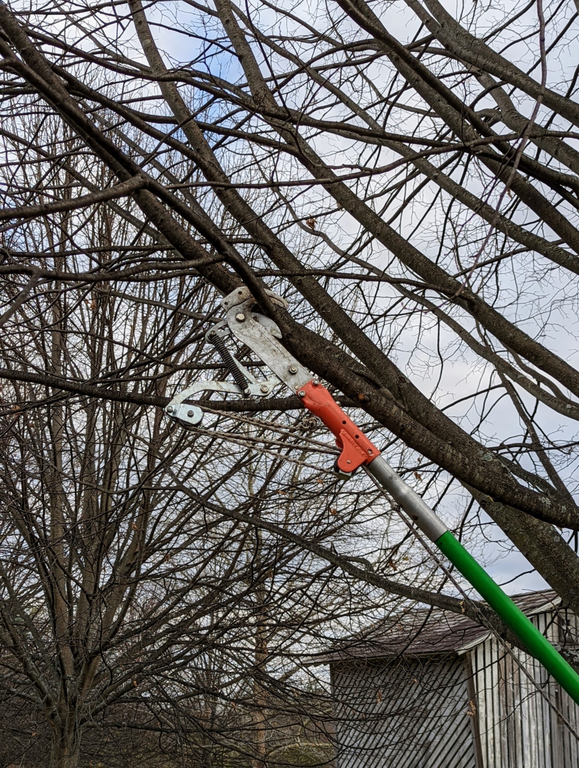 Pruning the Linden Trees - The Martha Stewart Blog