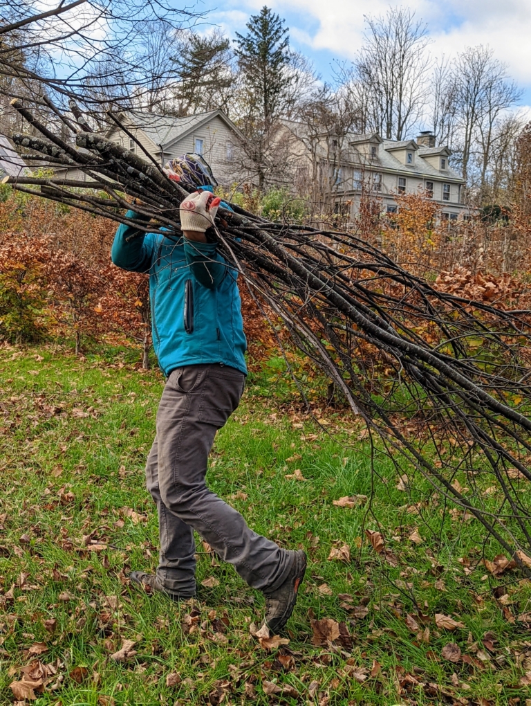 Pruning the Linden Trees - The Martha Stewart Blog