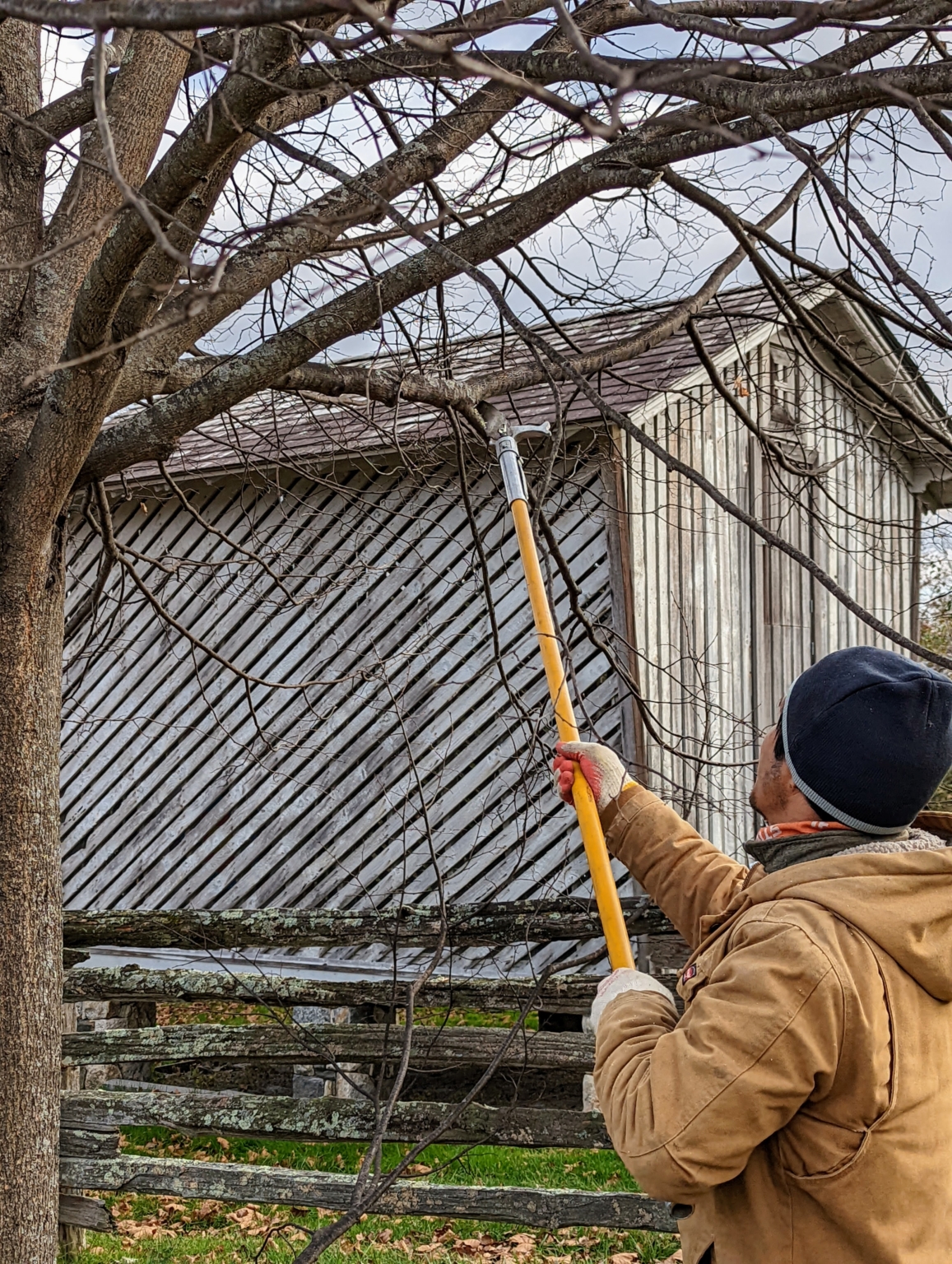 Pruning the Linden Trees - The Martha Stewart Blog