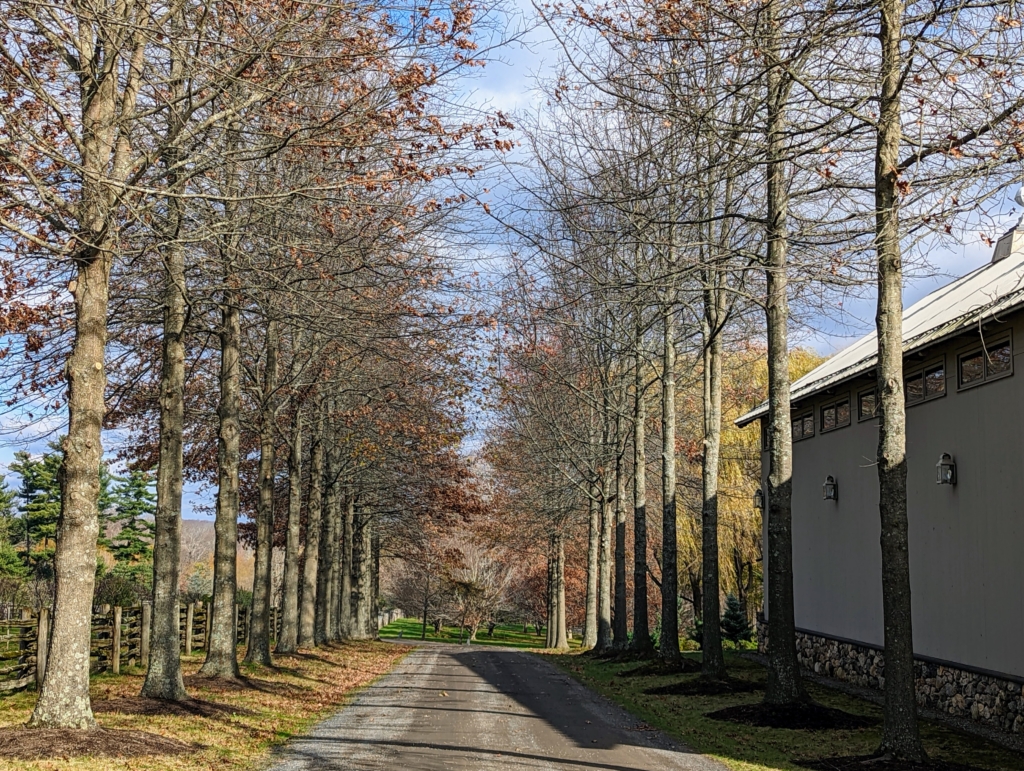 Pruning the Pin Oaks - The Martha Stewart Blog