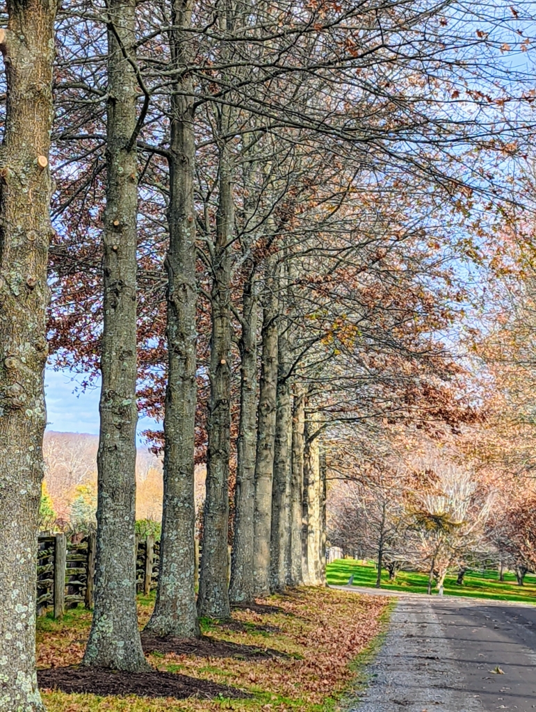 Pruning the Pin Oaks - The Martha Stewart Blog