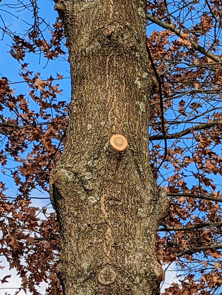 Pruning the Pin Oaks - The Martha Stewart Blog