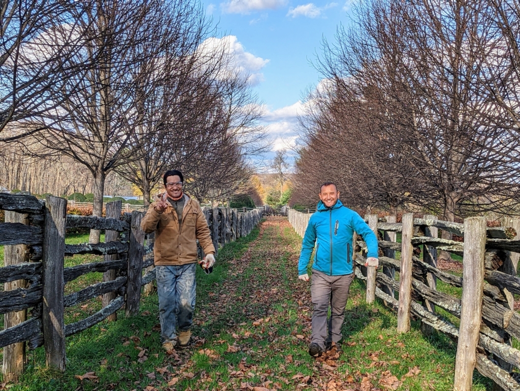 Pruning the Linden Trees - The Martha Stewart Blog
