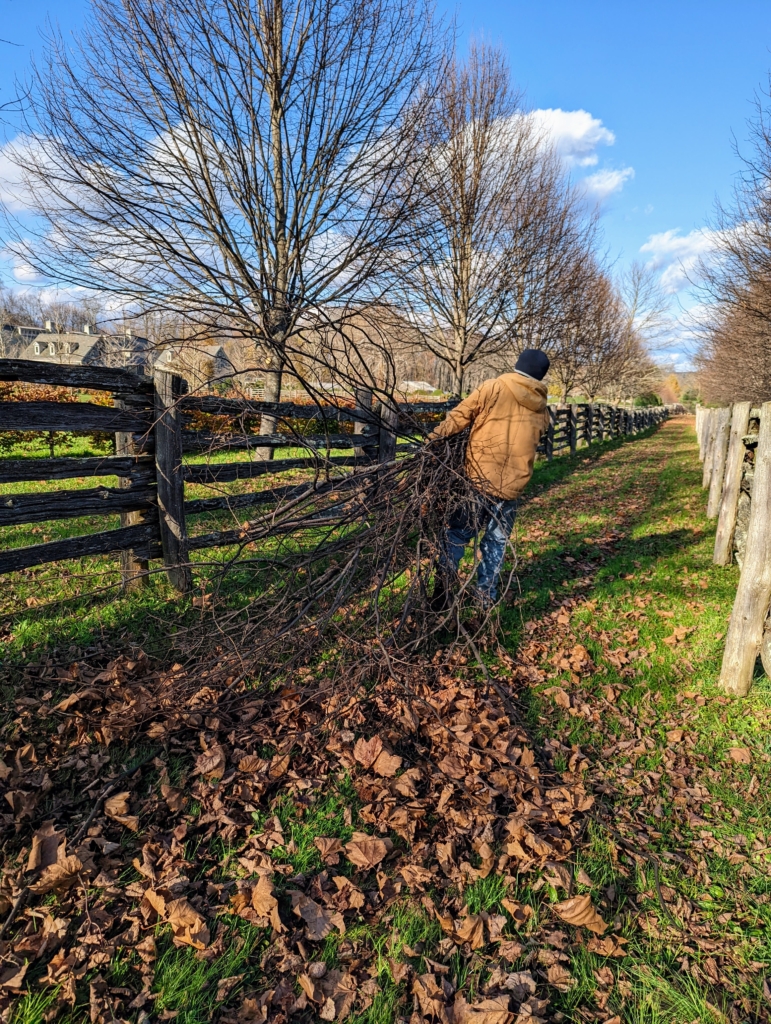 Pruning the Linden Trees - The Martha Stewart Blog