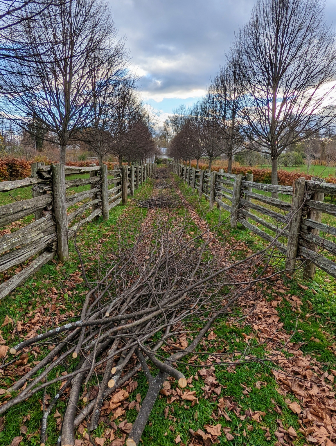 Pruning the Linden Trees - The Martha Stewart Blog