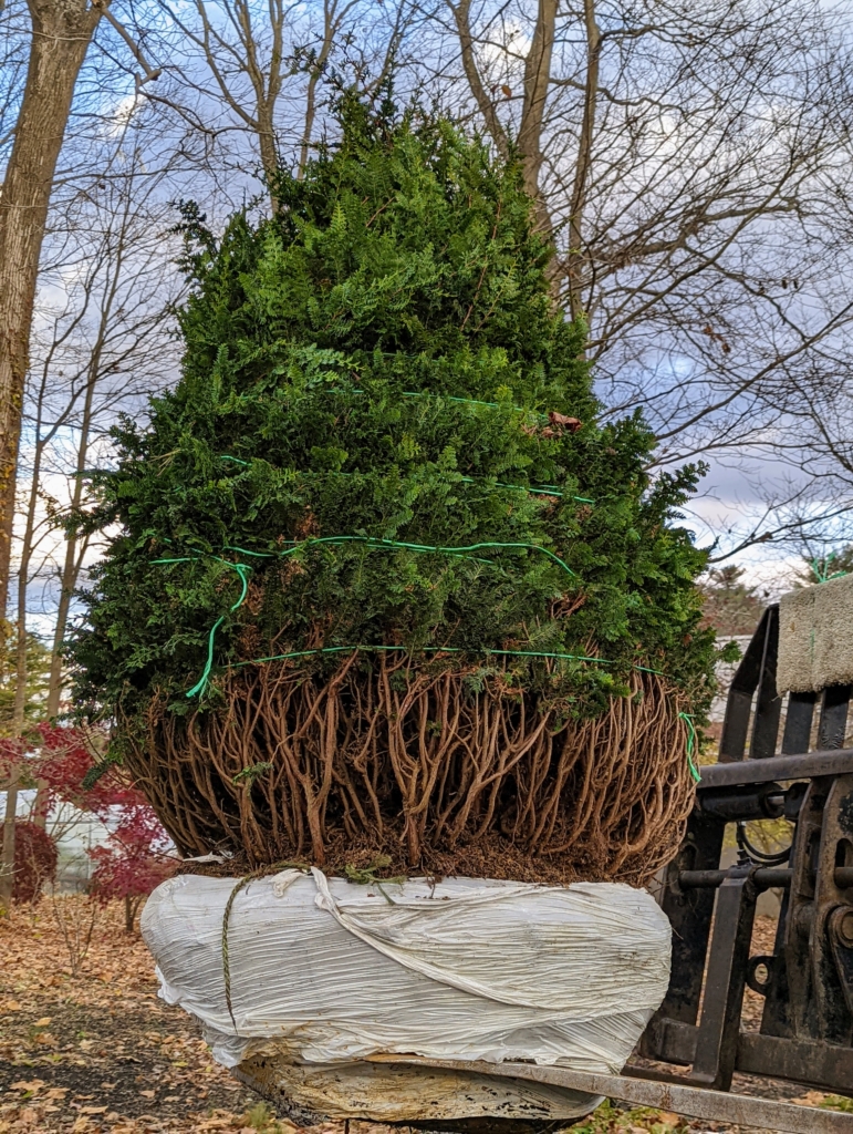 Planting Fernspray Hinoki Cypress - The Martha Stewart Blog