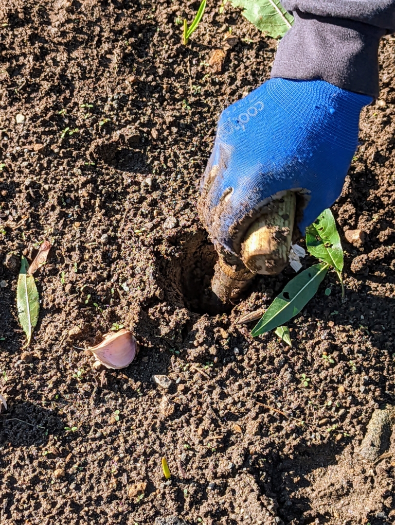 The Martha Stewart Blog : Blog Archive Planting Garlic for Next Year ...