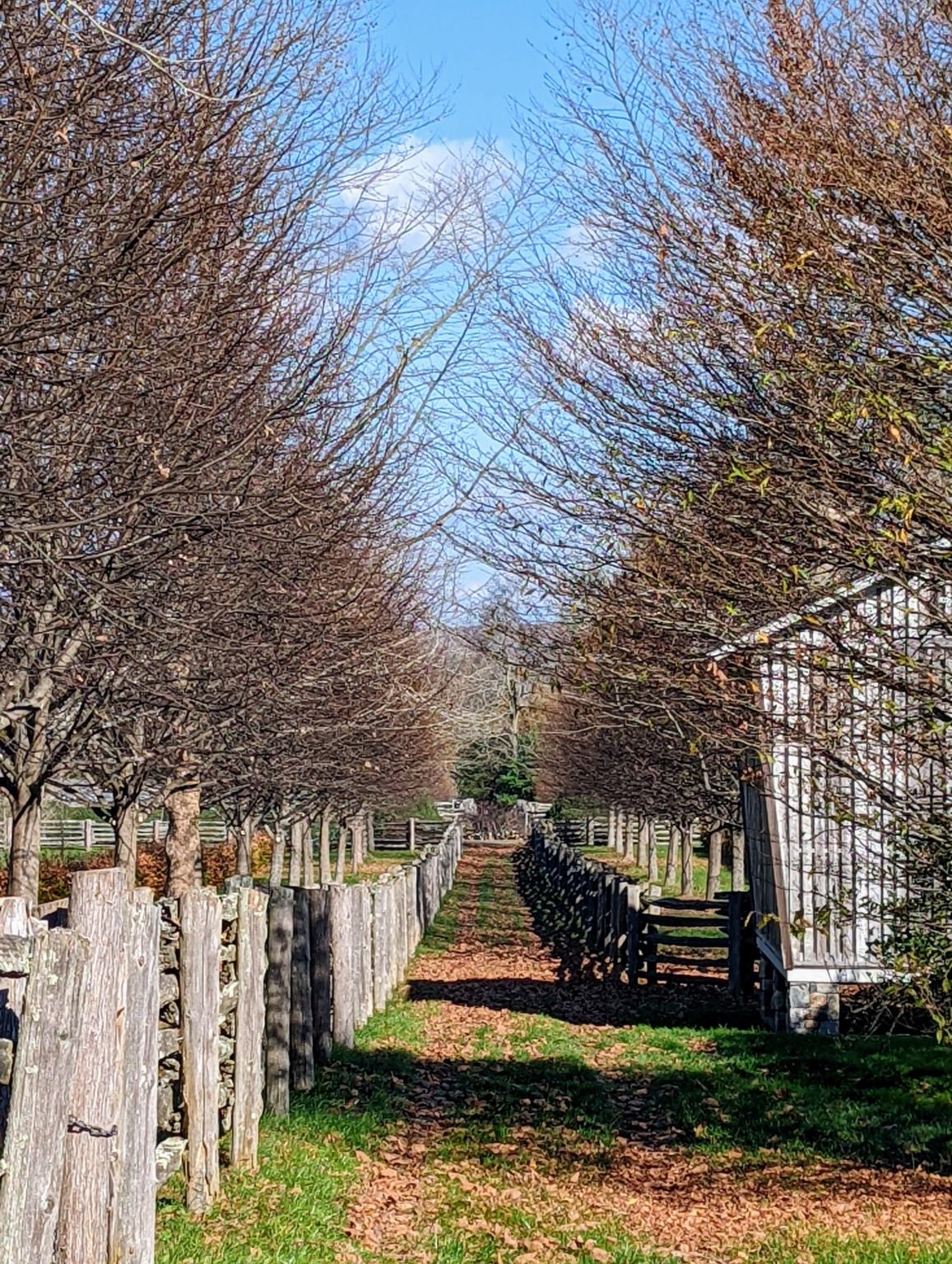 Pruning the Linden Trees - The Martha Stewart Blog