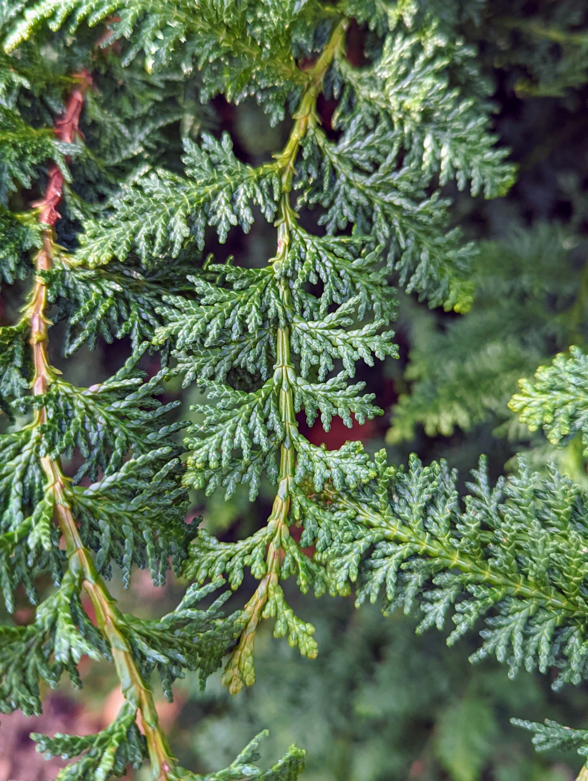 Planting Fernspray Hinoki Cypress - The Martha Stewart Blog