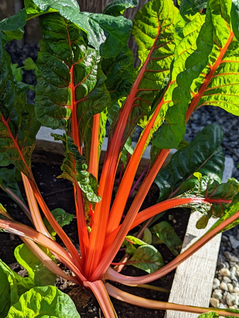 The Martha Stewart Blog : Blog Archive Harvesting Vegetables from the ...