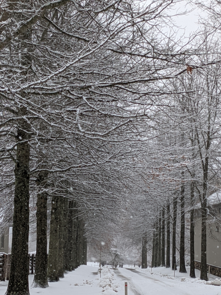 Pruning the Pin Oaks - The Martha Stewart Blog