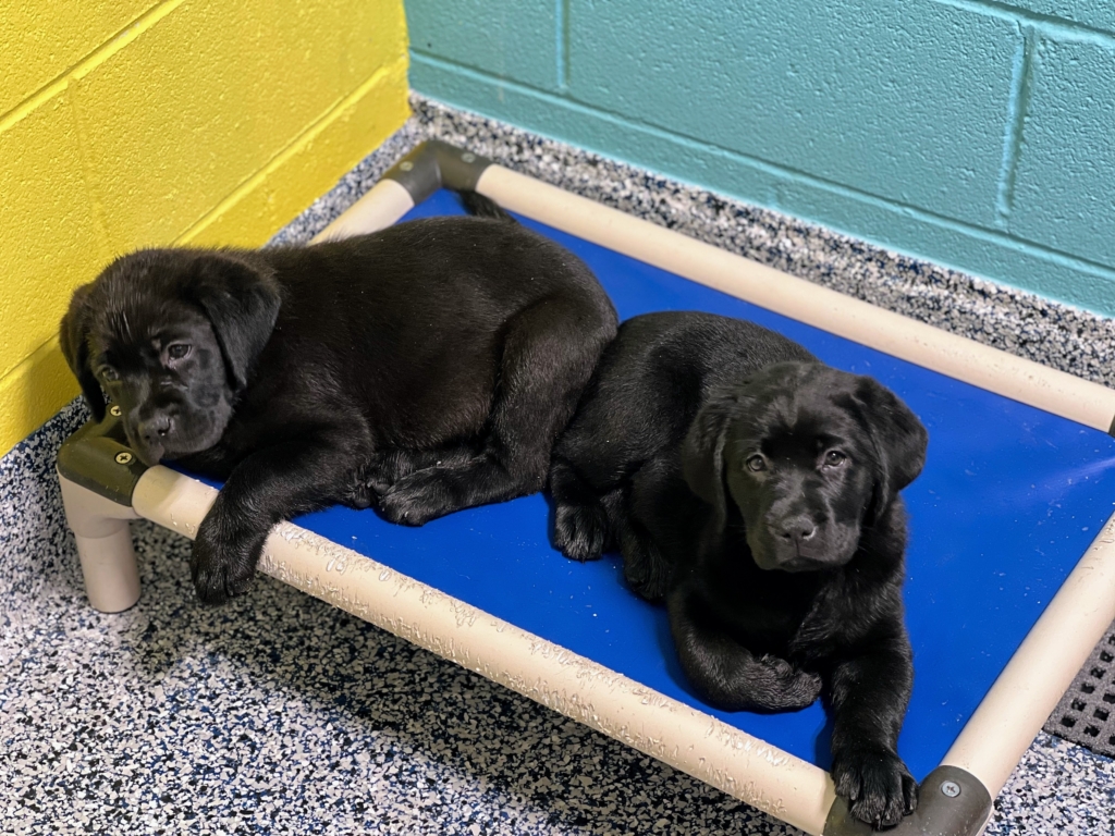 A Guest Blog from Ari Katz on his Dogs, Puppies, and Pilot Dogs - The ...