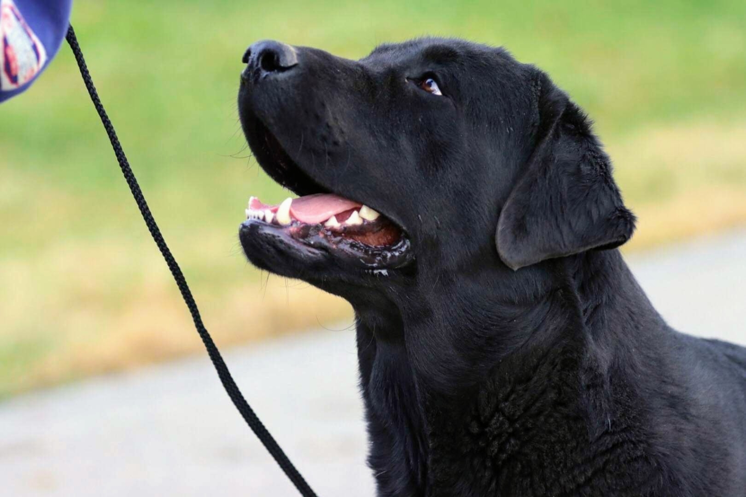 A Guest Blog from Ari Katz on his Dogs, Puppies, and Pilot Dogs - The ...