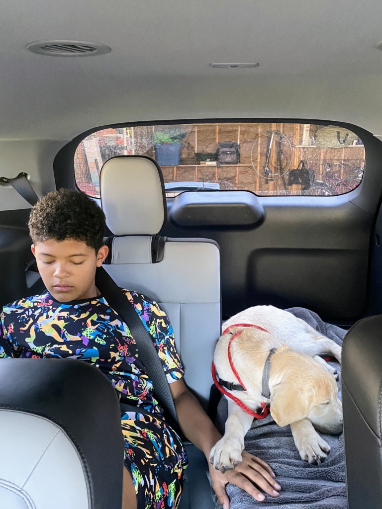 A Guest Blog from Ari Katz on his Dogs, Puppies, and Pilot Dogs - The ...