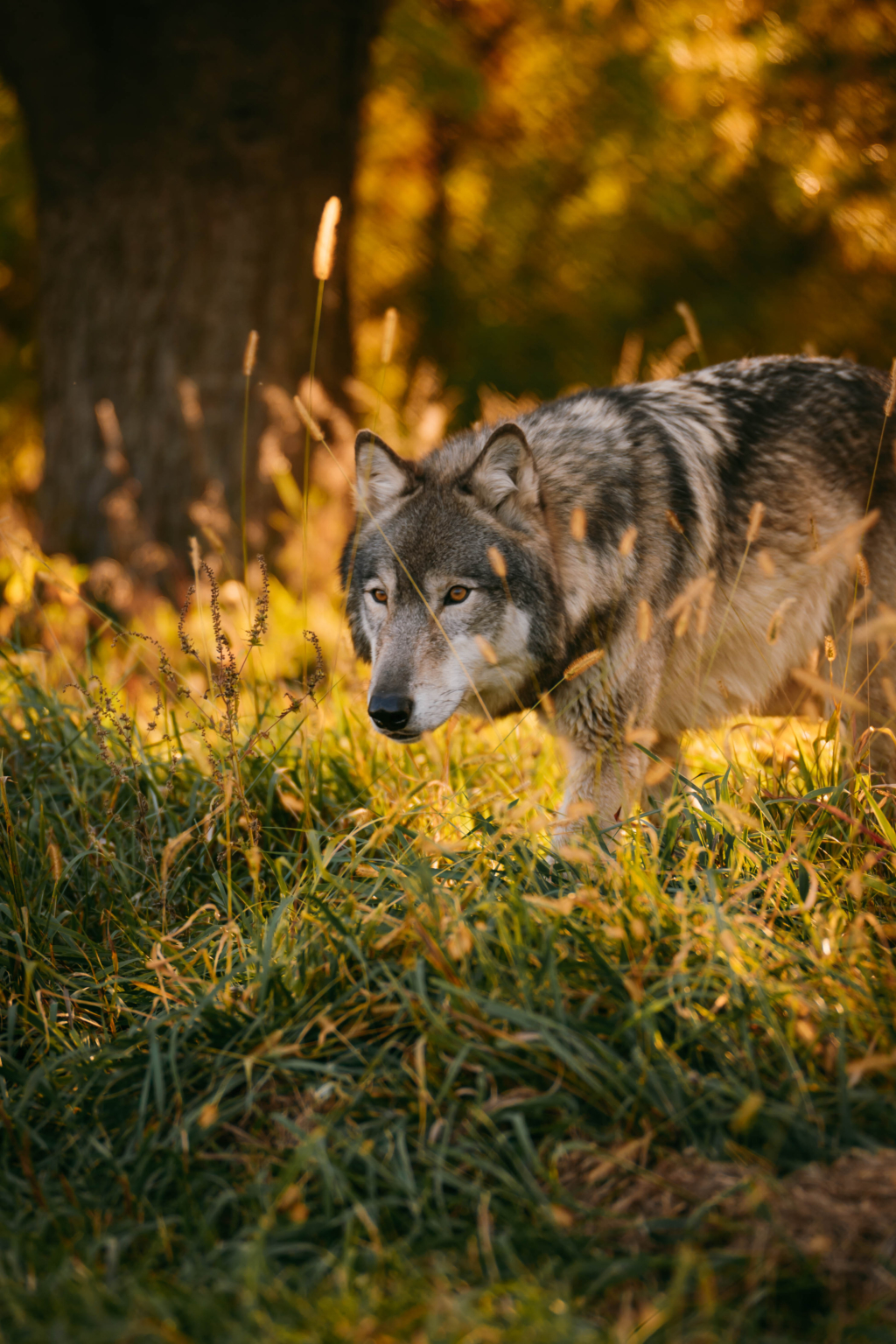 Saving Gray Wolves on "The Martha Stewart Podcast" - The Martha Stewart ...