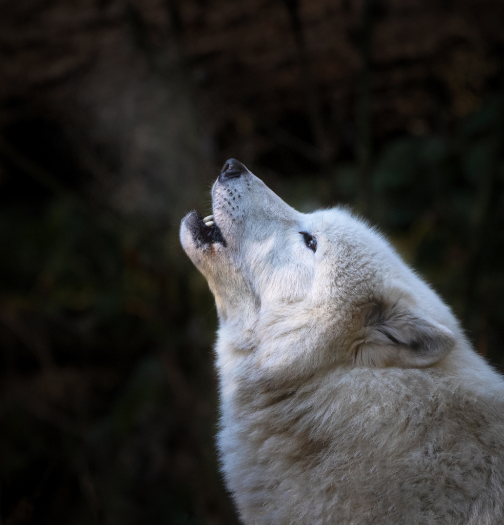 Saving Gray Wolves on "The Martha Stewart Podcast" - The Martha Stewart ...