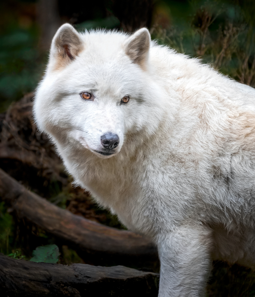 Saving Gray Wolves on "The Martha Stewart Podcast" - The Martha Stewart ...