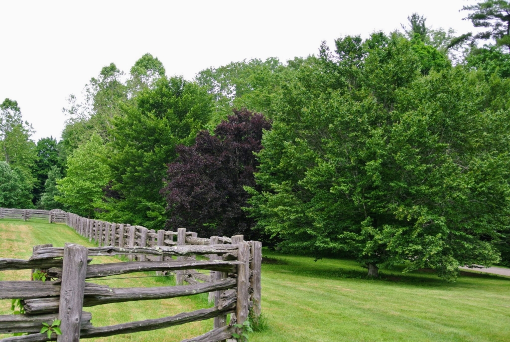 A Look at the Deciduous and Evergreen Trees at My Farm - The Martha ...