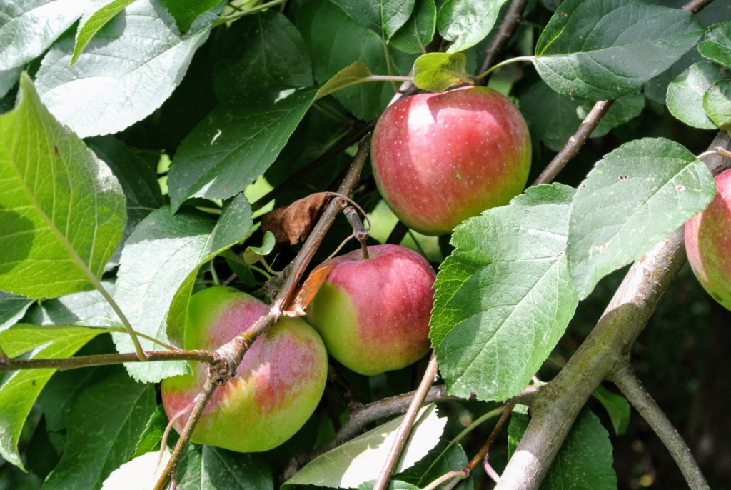Pruning Time for My Apple Trees - The Martha Stewart Blog