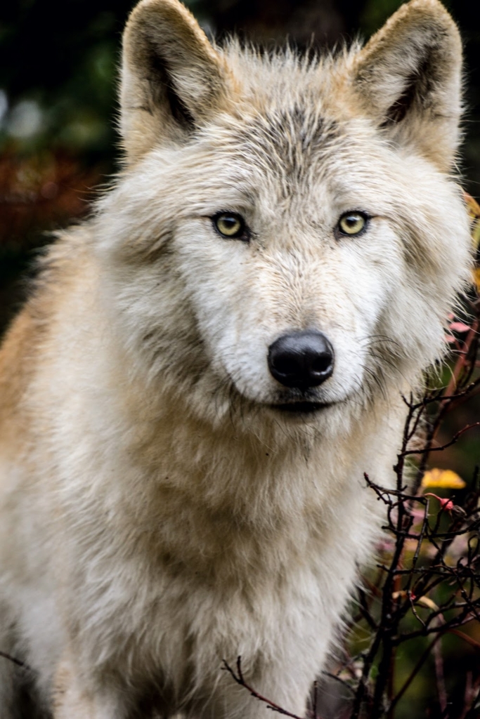 Saving Gray Wolves on "The Martha Stewart Podcast" - The Martha Stewart ...