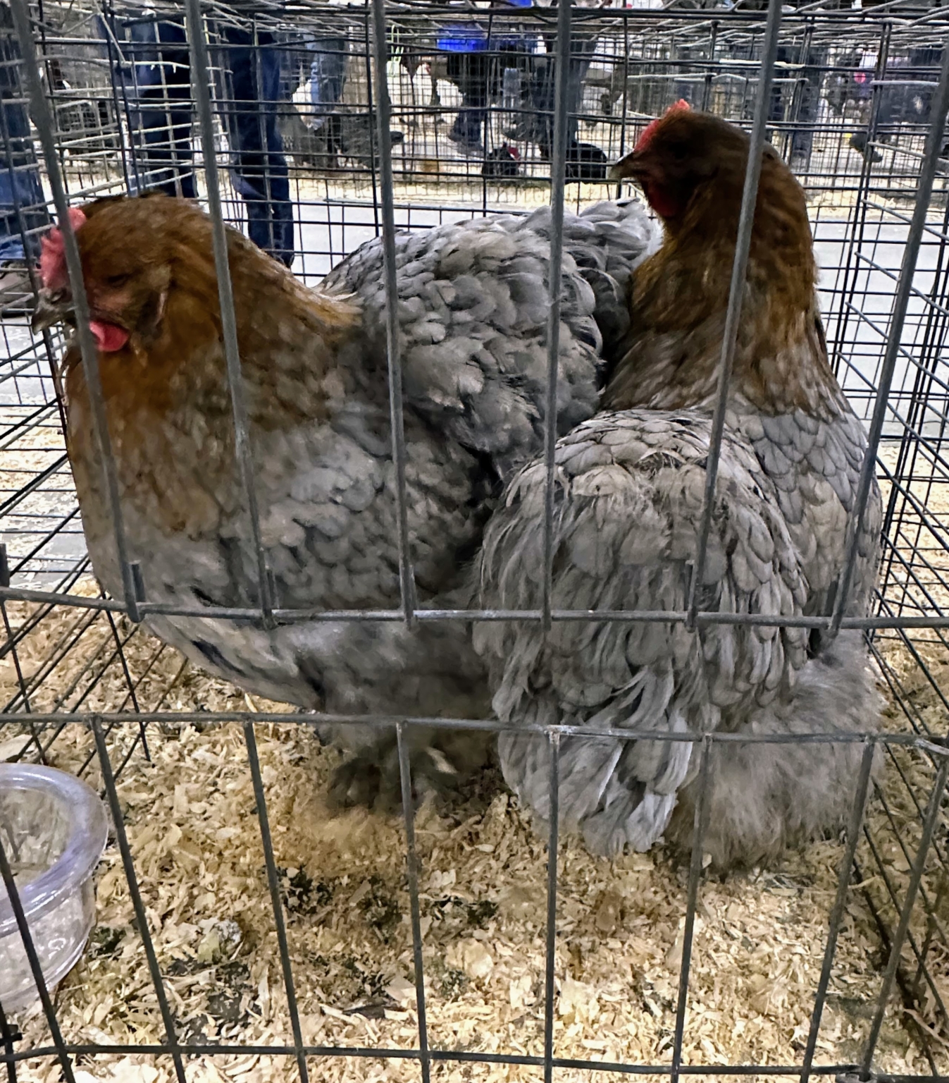 The 2023 Northeastern Poultry Congress in Springfield, Massachusetts ...