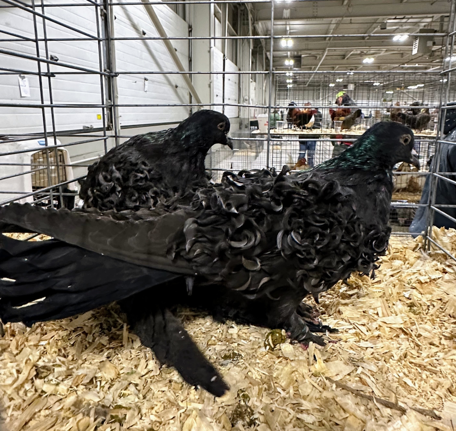 The 2023 Northeastern Poultry Congress in Springfield, Massachusetts ...