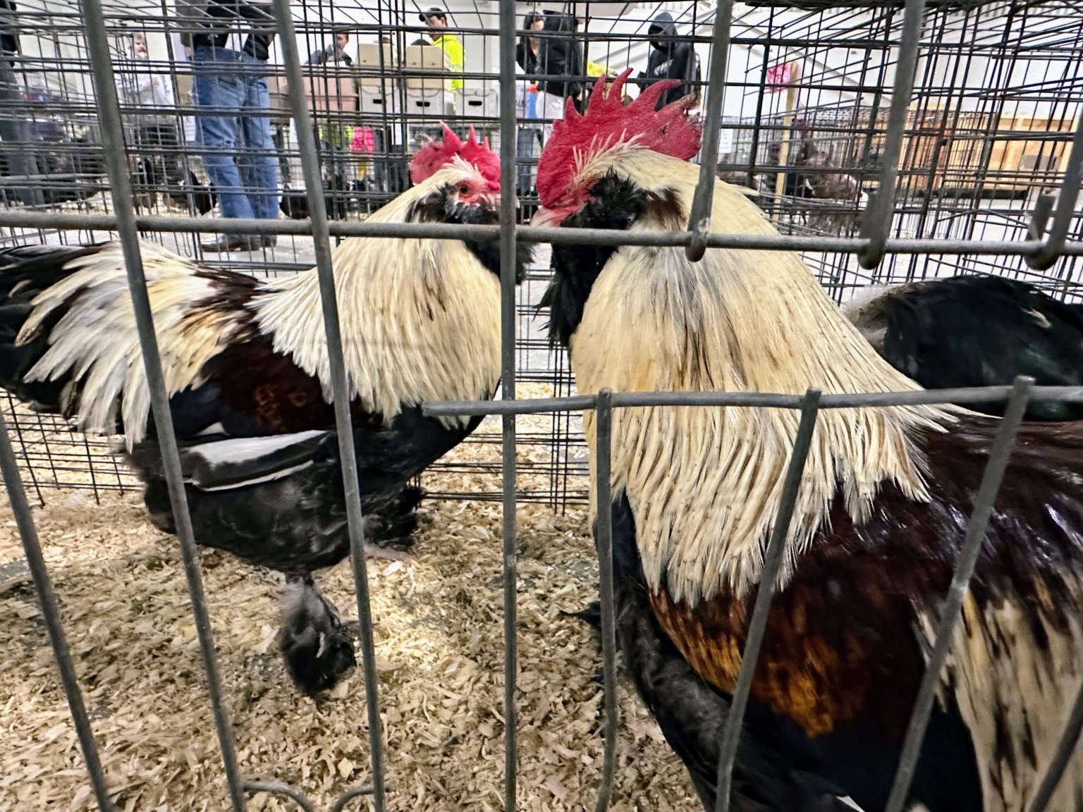 The 2023 Northeastern Poultry Congress in Springfield, Massachusetts ...