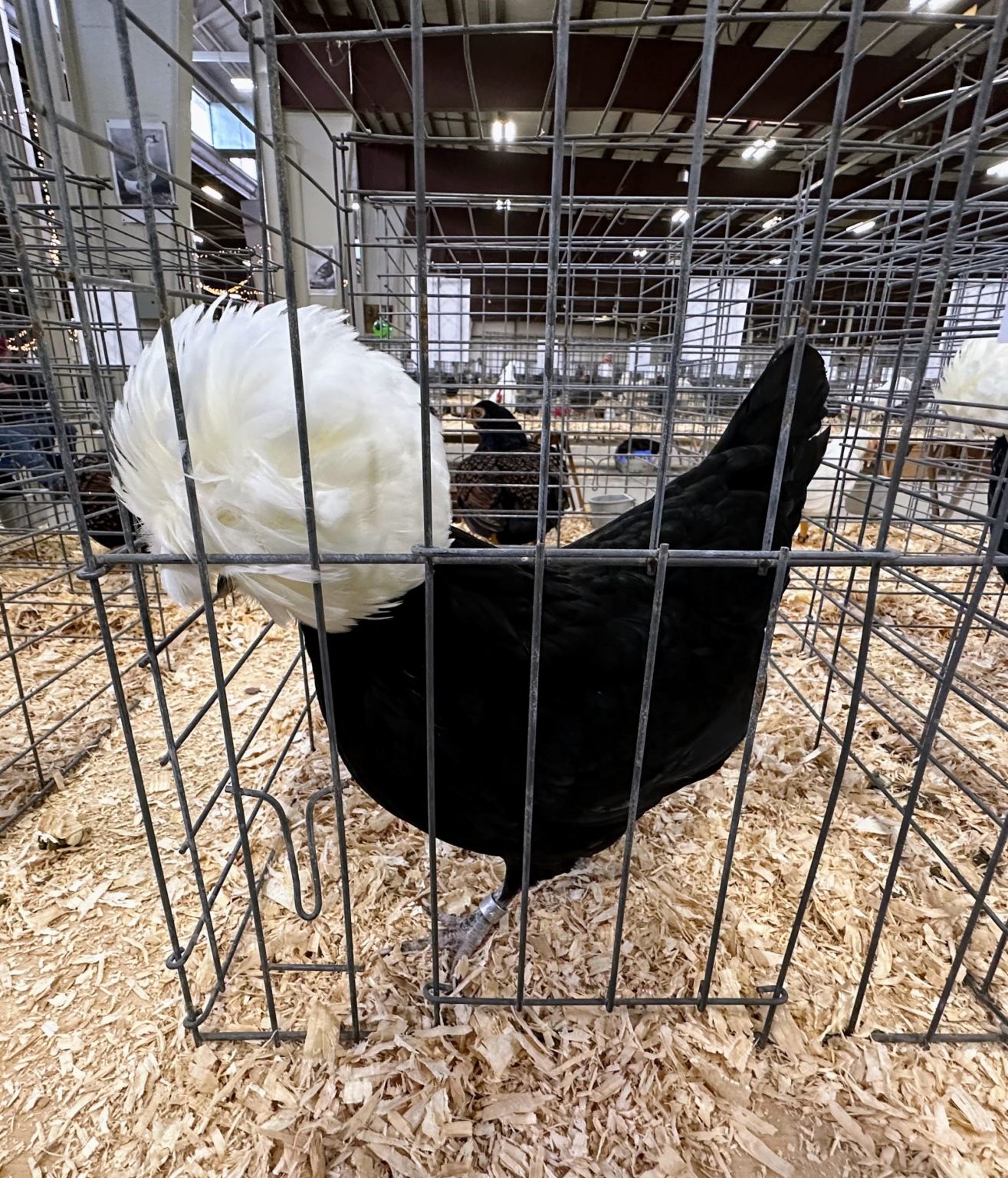 The 2023 Northeastern Poultry Congress in Springfield, Massachusetts ...