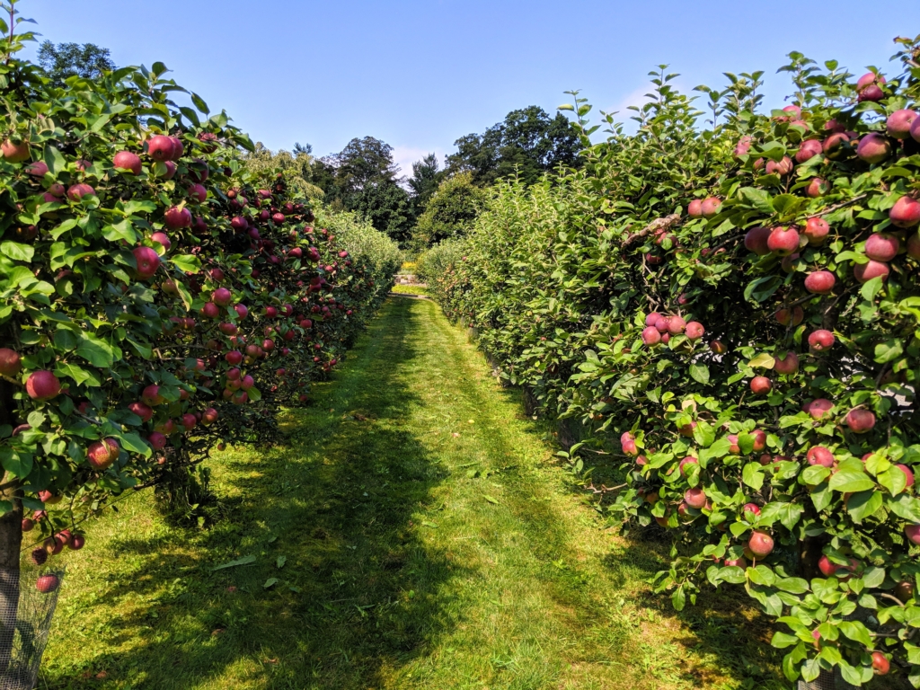 Pruning Time for My Apple Trees - The Martha Stewart Blog