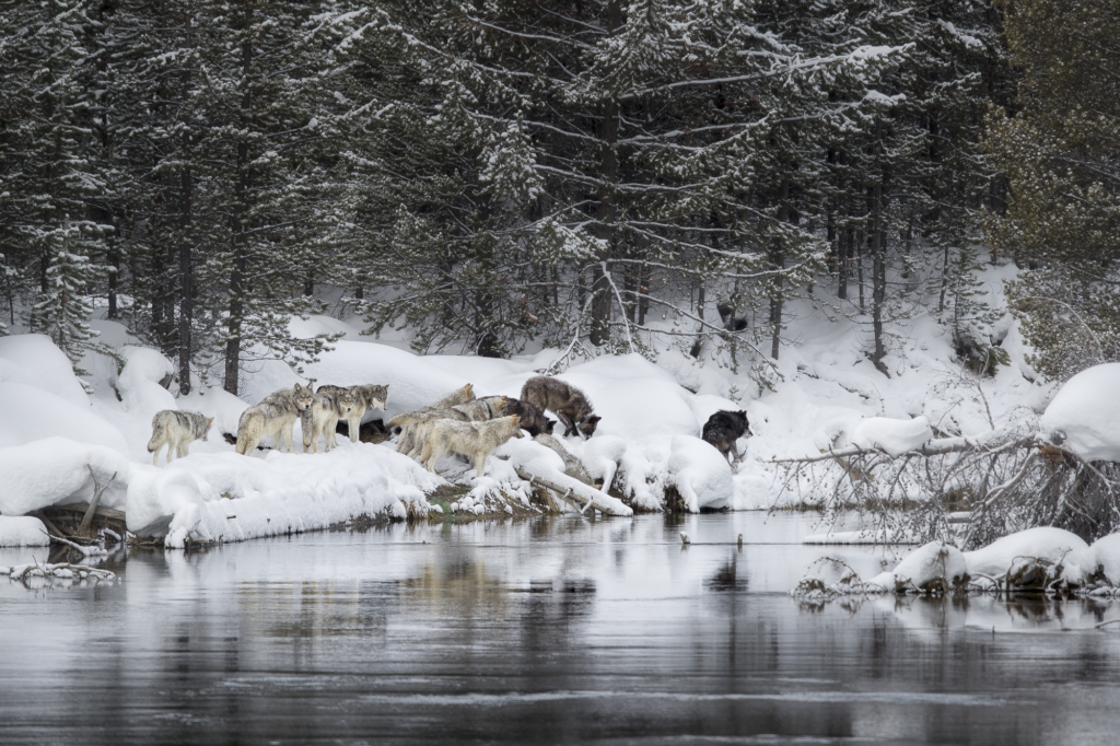 Saving Gray Wolves on "The Martha Stewart Podcast" - The Martha Stewart ...