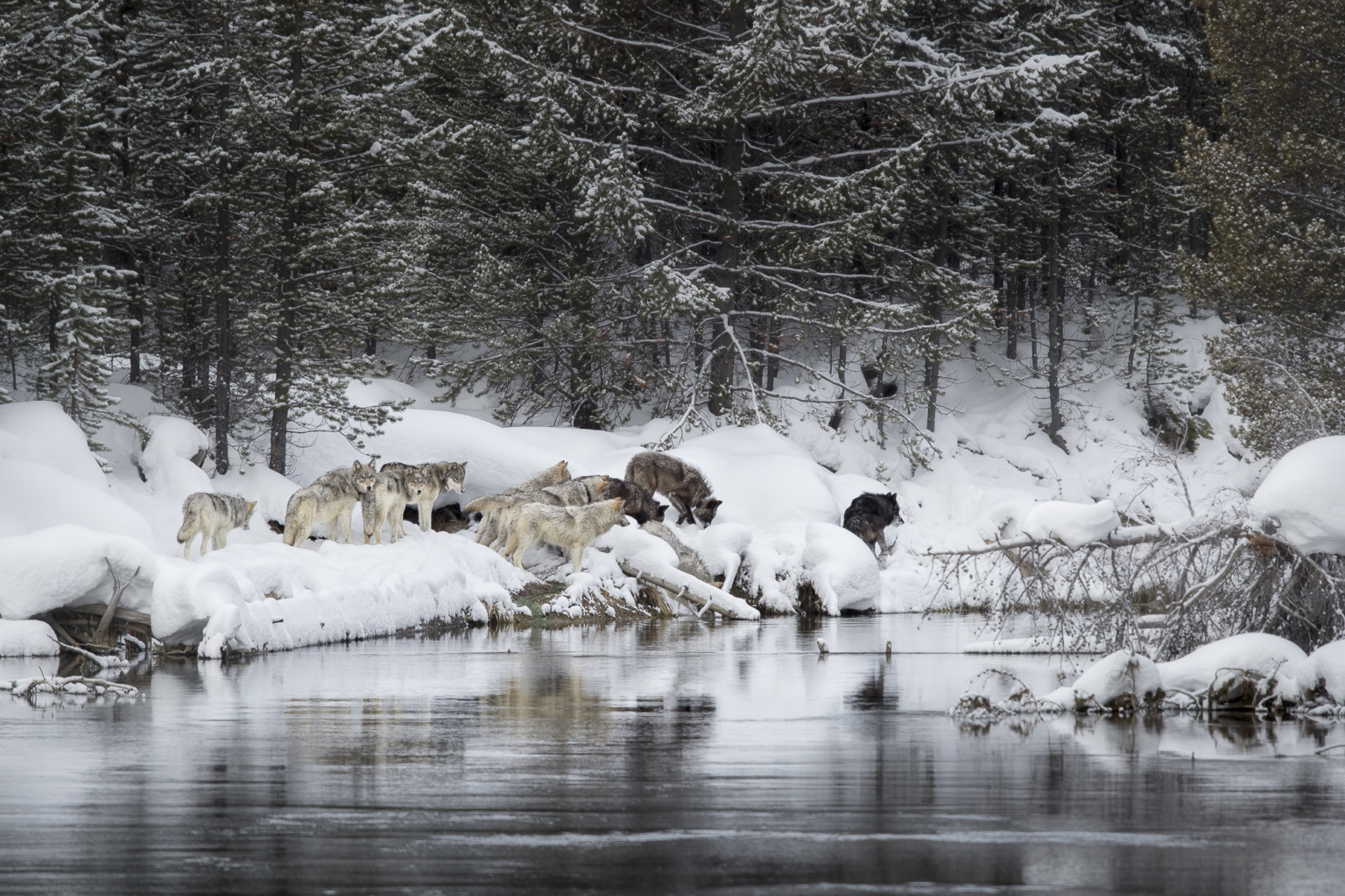 Saving Gray Wolves on "The Martha Stewart Podcast" - The Martha Stewart ...