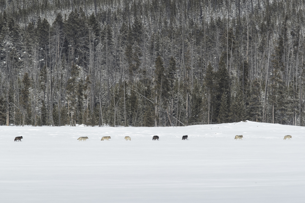 The Martha Stewart Blog : Blog Archive Saving Gray Wolves on "The ...