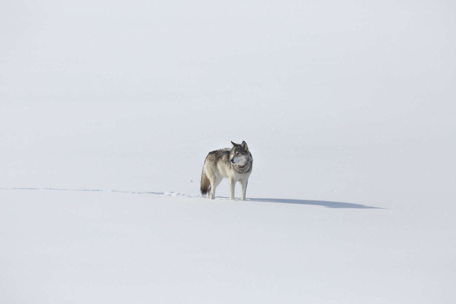 Saving Gray Wolves on "The Martha Stewart Podcast" - The Martha Stewart ...