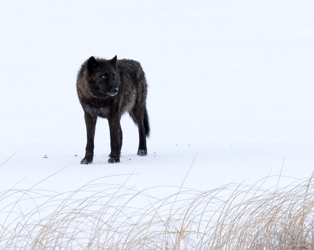 Saving Gray Wolves on "The Martha Stewart Podcast" - The Martha Stewart ...
