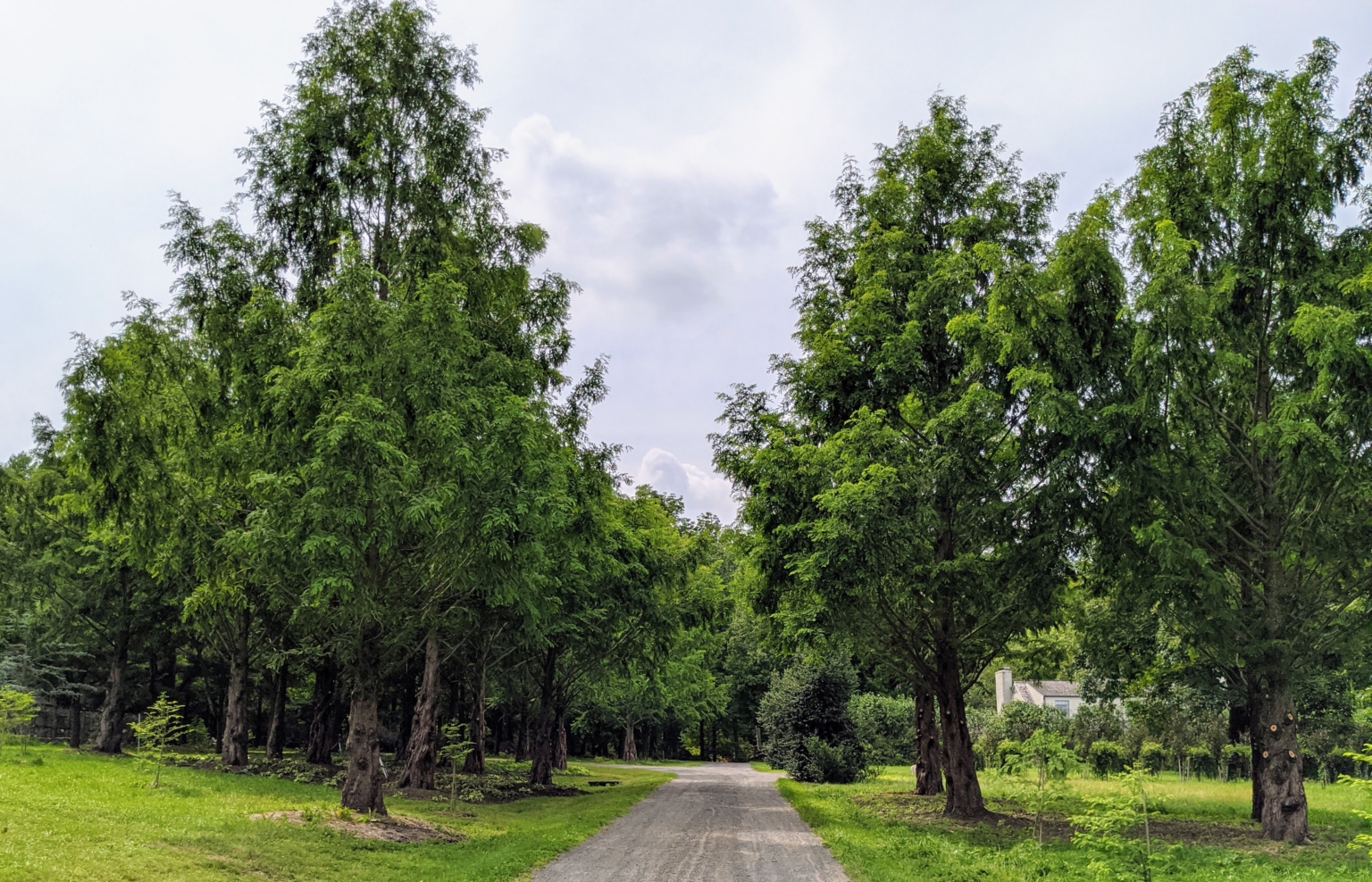 A Look at the Deciduous and Evergreen Trees at My Farm - The Martha ...
