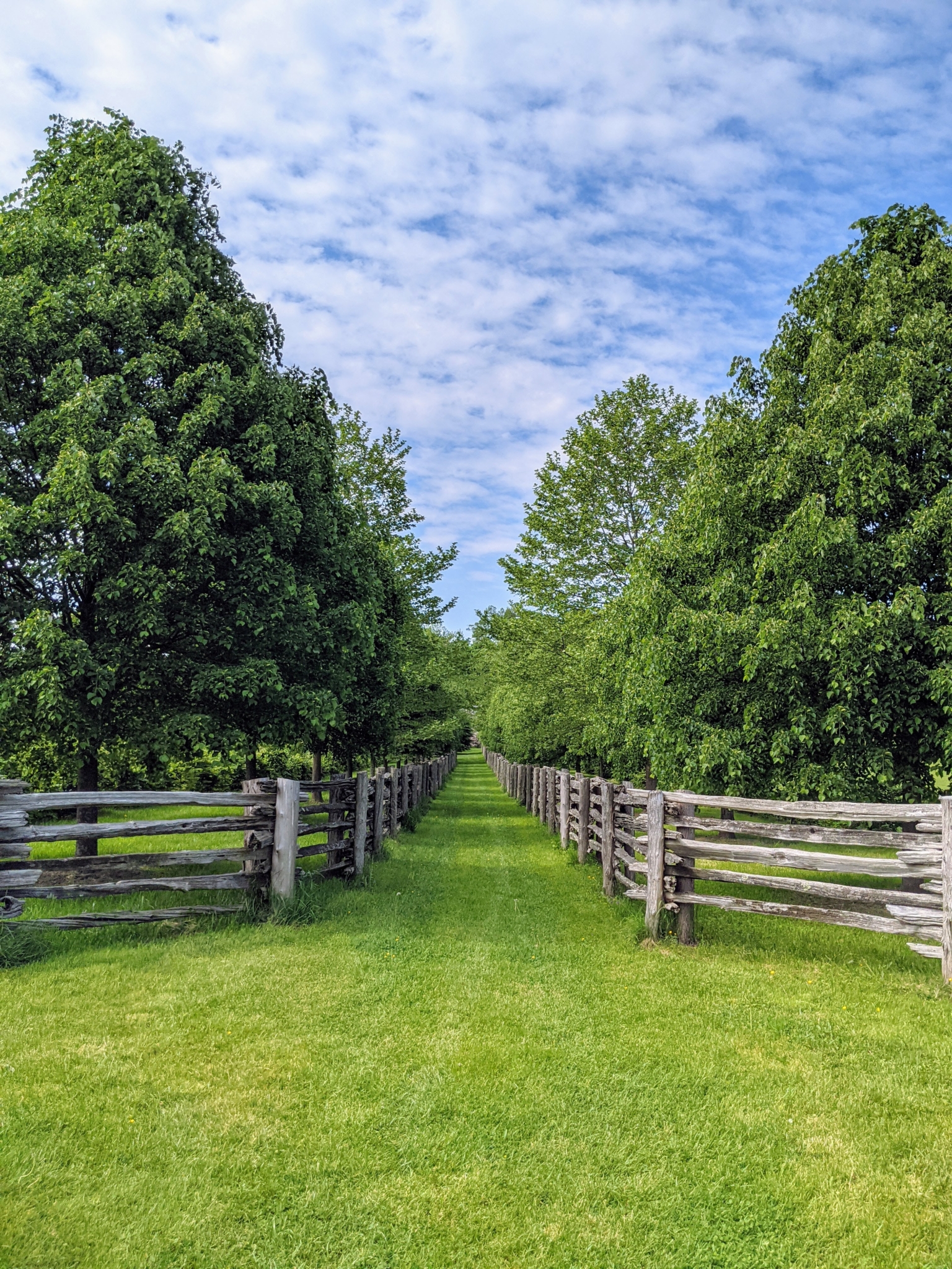 A Look at the Deciduous and Evergreen Trees at My Farm - The Martha ...