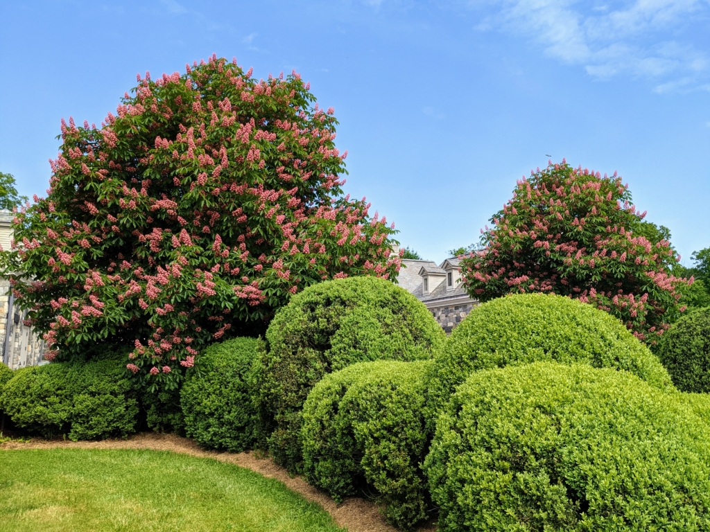 A Look at the Deciduous and Evergreen Trees at My Farm - The Martha ...