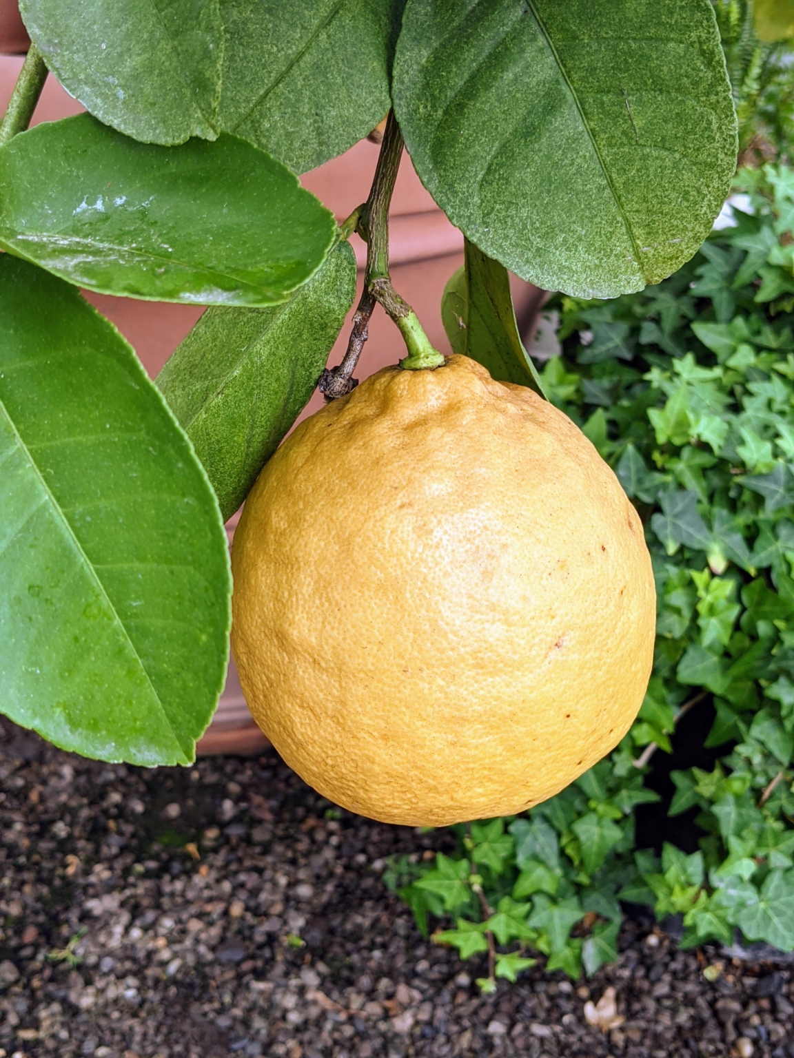 Inside My Citrus Greenhouse - The Martha Stewart Blog