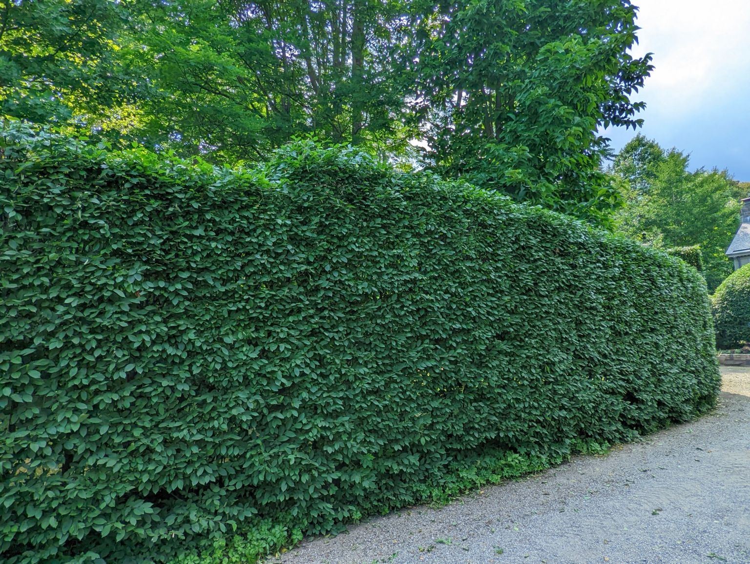 A Look at the Deciduous and Evergreen Trees at My Farm - The Martha ...