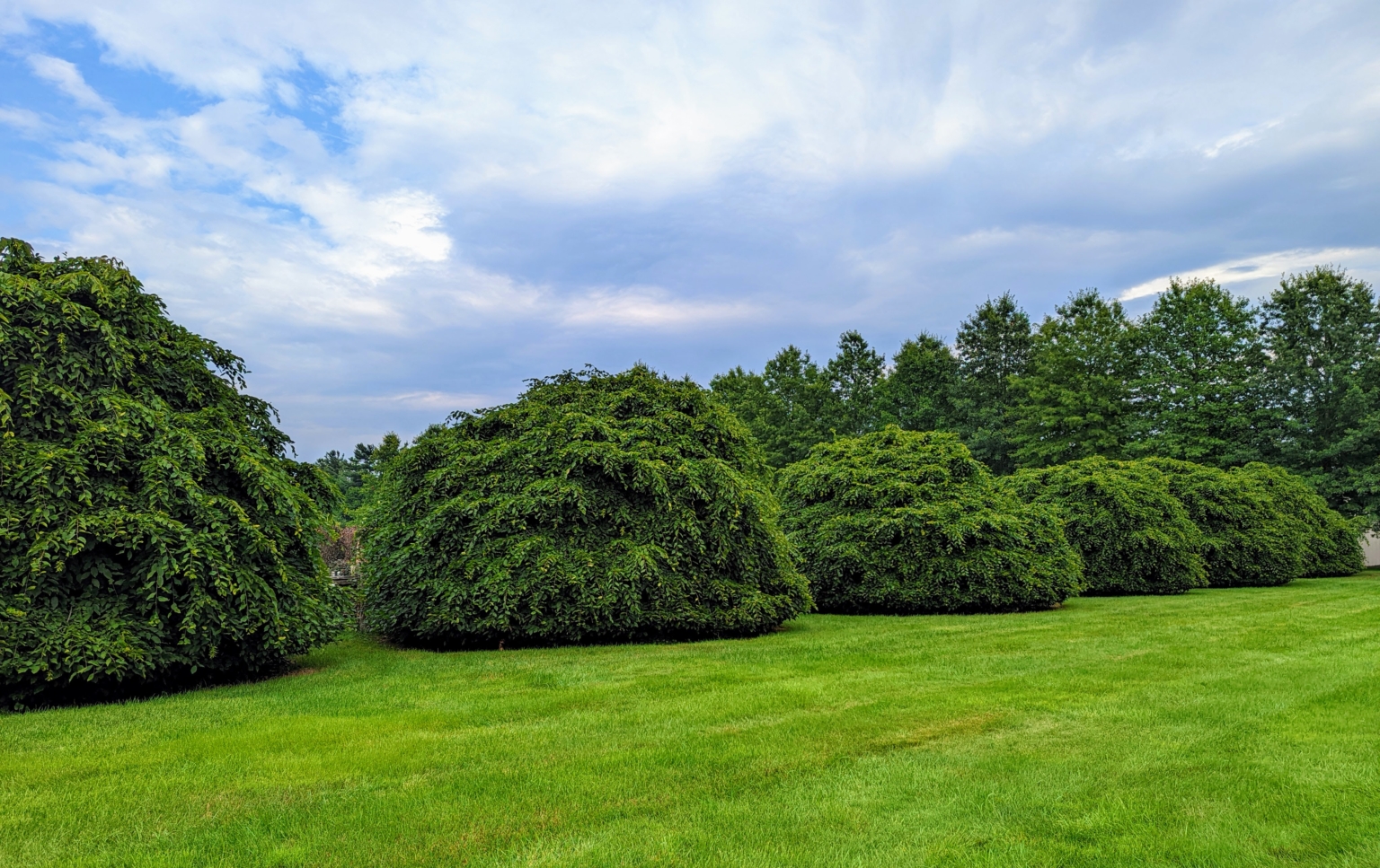 A Look at the Deciduous and Evergreen Trees at My Farm - The Martha ...