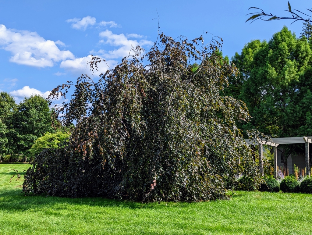 A Look at the Deciduous and Evergreen Trees at My Farm - The Martha ...