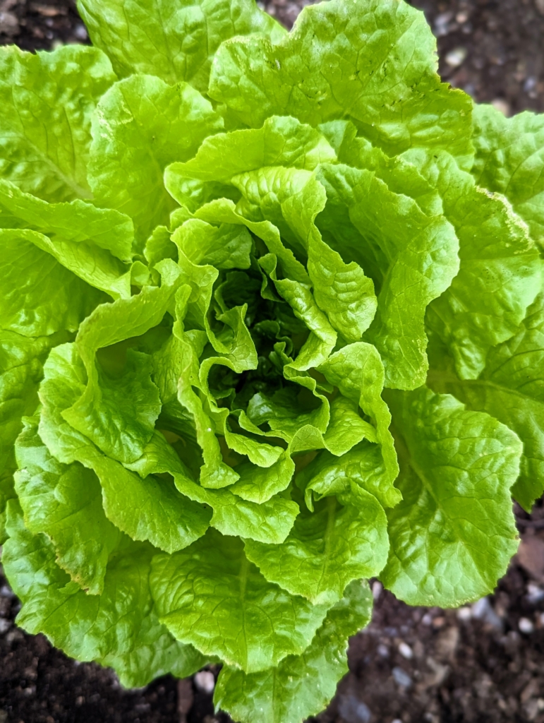 Stopping Inside the Vegetable Greenhouse - The Martha Stewart Blog