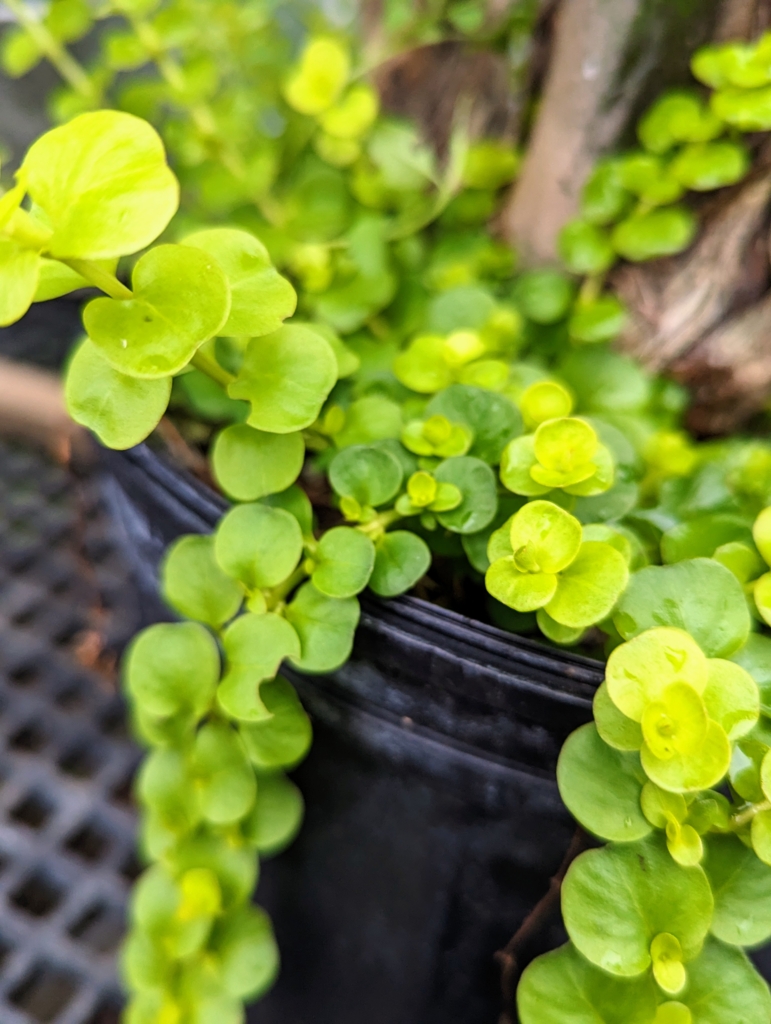 More Lush Green Tropical Plants in My Hoop House - The Martha Stewart Blog