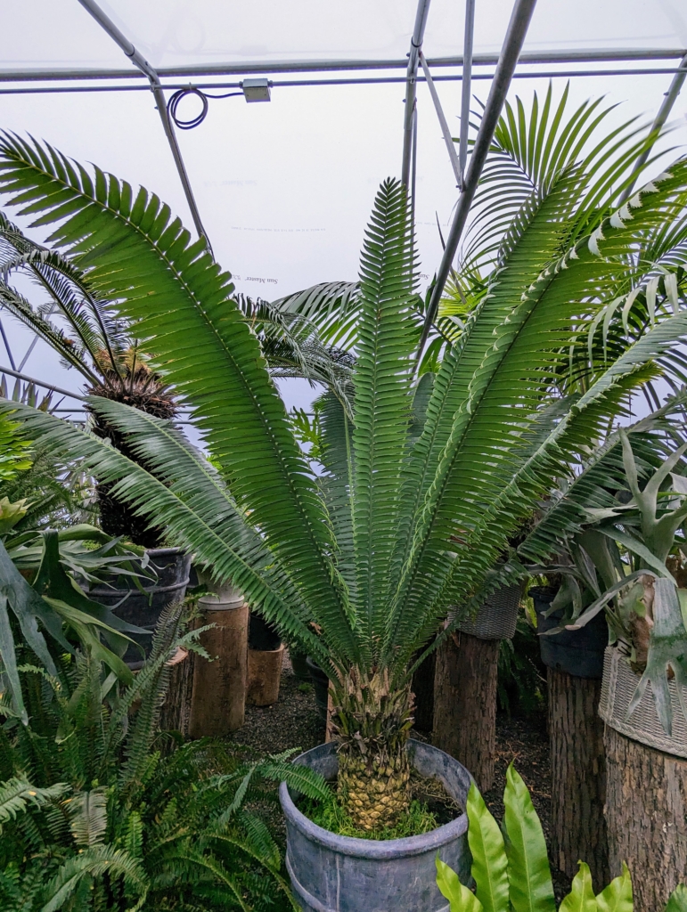 More Lush Green Tropical Plants in My Hoop House - The Martha Stewart Blog