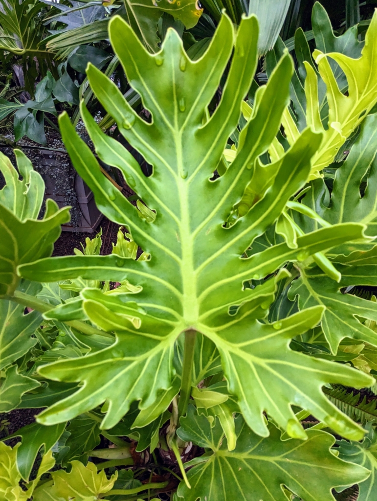 More Lush Green Tropical Plants in My Hoop House - The Martha Stewart Blog