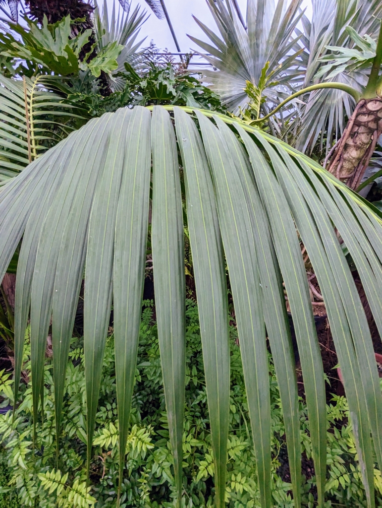 More Lush Green Tropical Plants in My Hoop House - The Martha Stewart Blog